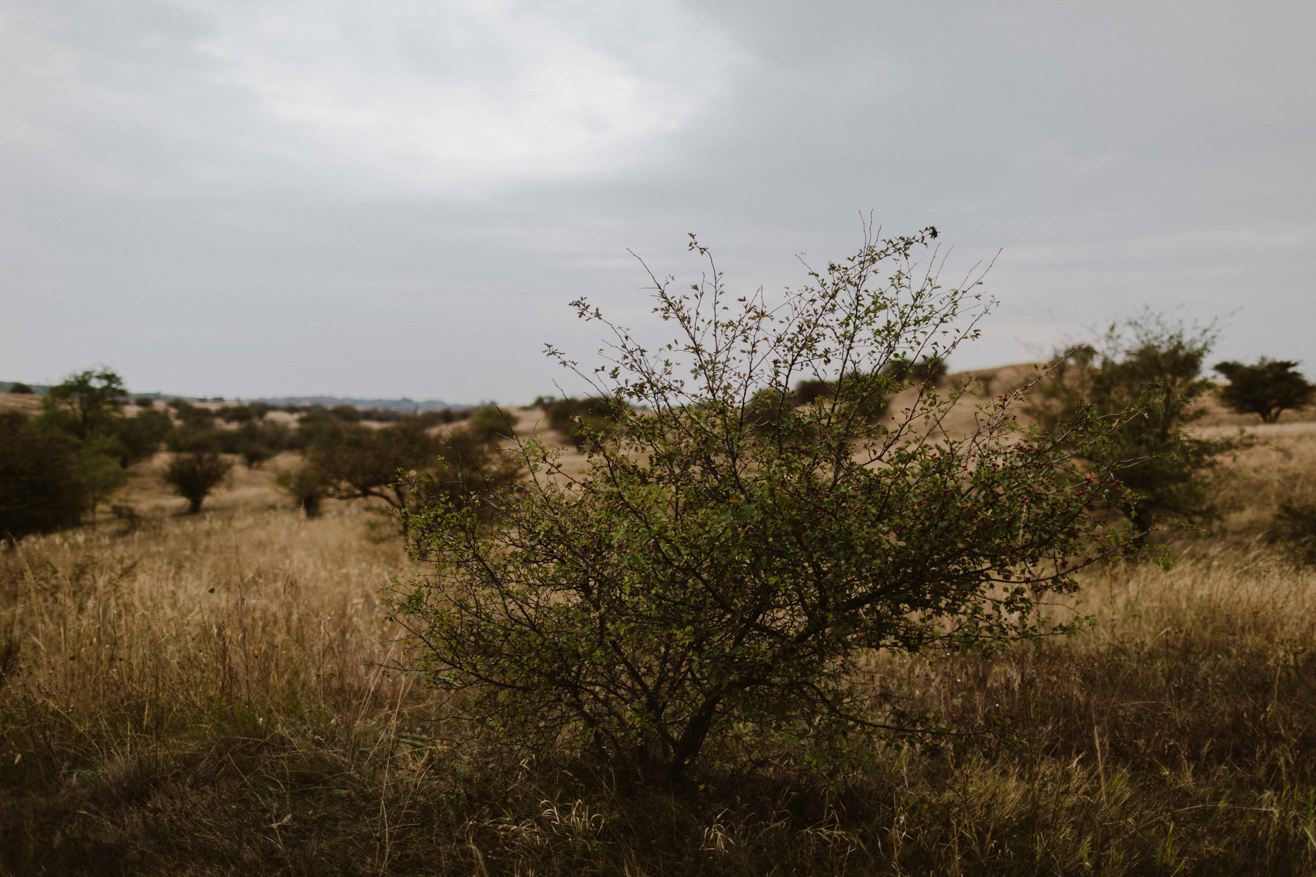 Andrea and Josh wedding, find your perfect wedding photographer